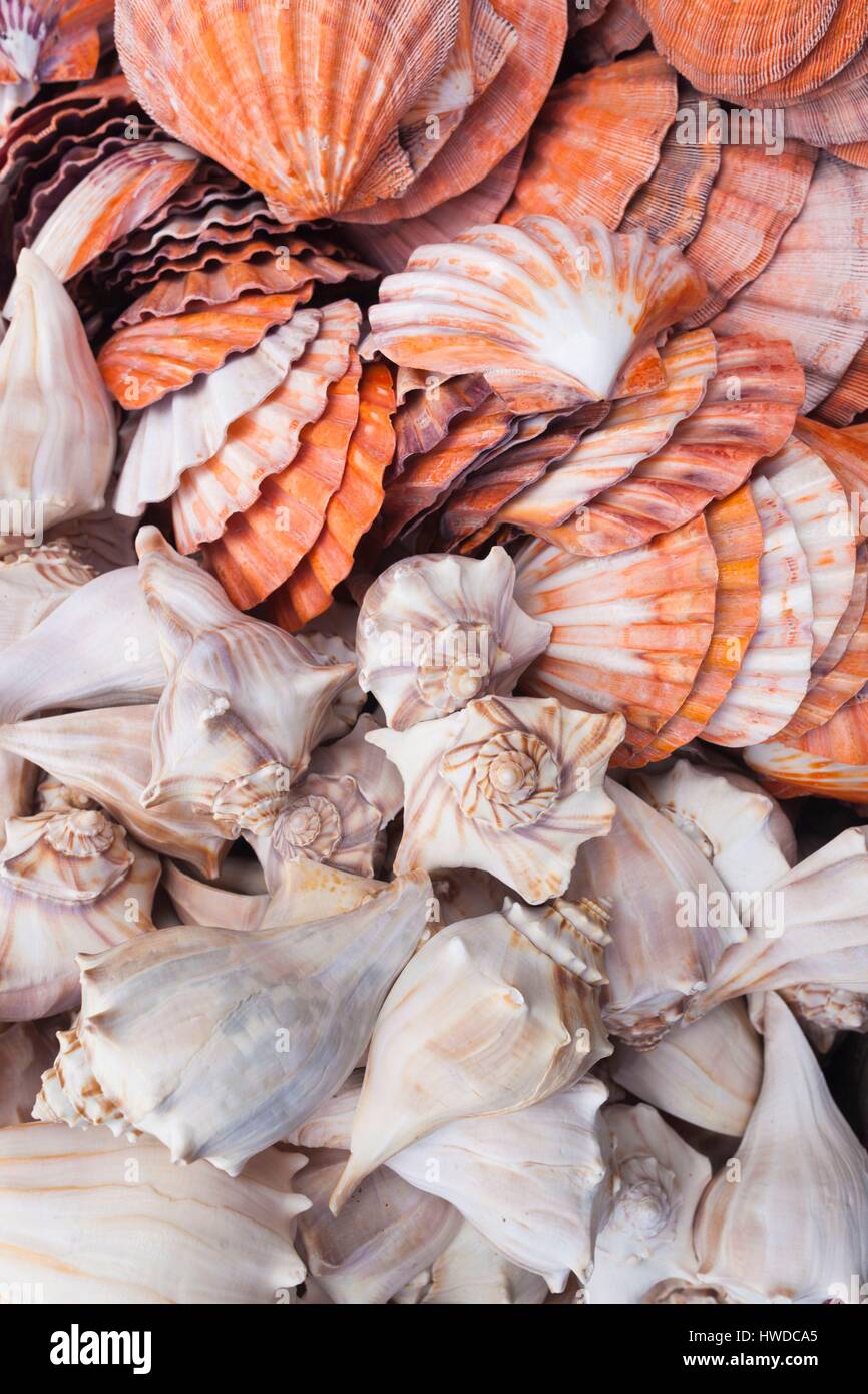 United States, Florida, Florida Keys, Key West, seashells Stock Photo ...