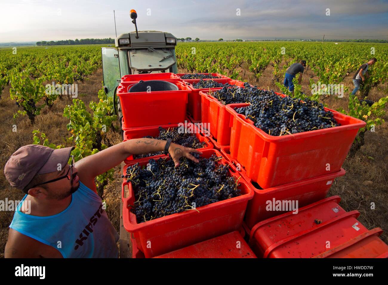 France, Gard, Saint Gilles du Gard, Costiere de Nimes vineyards, grape ...