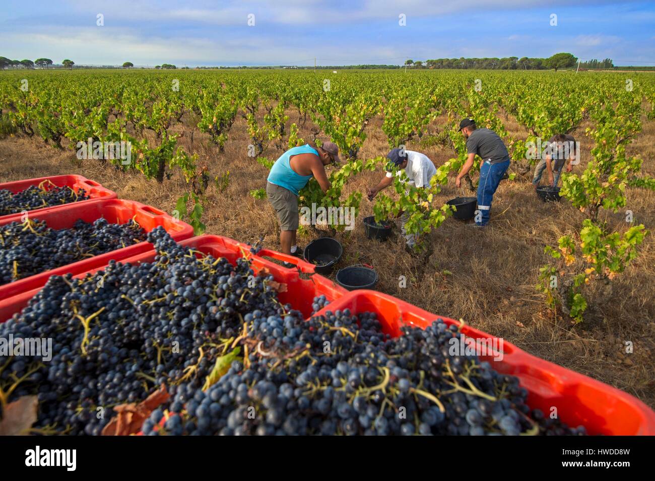 France, Gard, Saint Gilles du Gard, Costiere de Nimes vineyards, grape ...