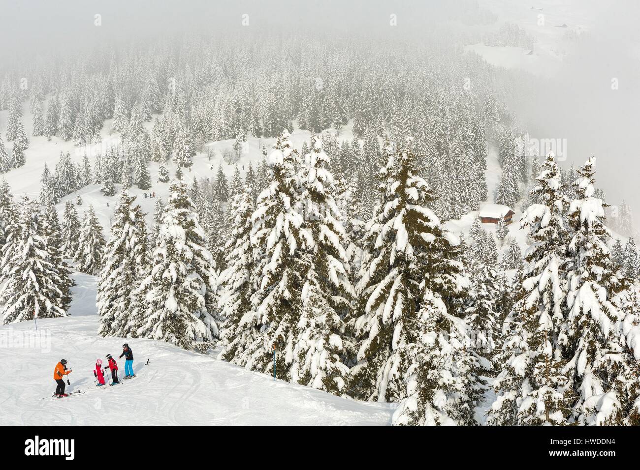 Beaufort family tree hi-res stock photography and images - Alamy