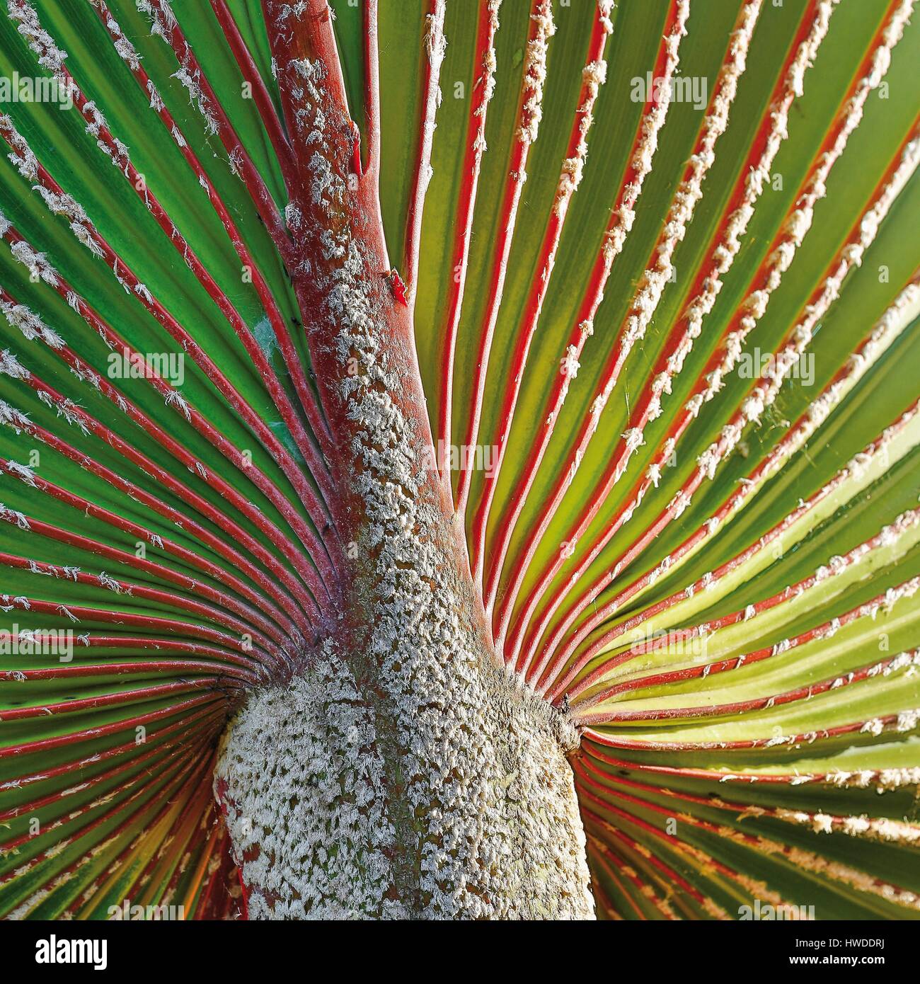 France, Reunion Island (French overseas department), listed as World ...