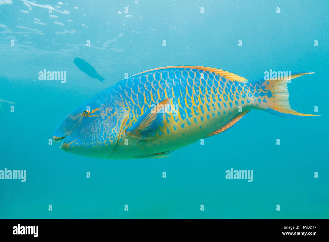 France, Reunion Island (French overseas department), listed as World ...