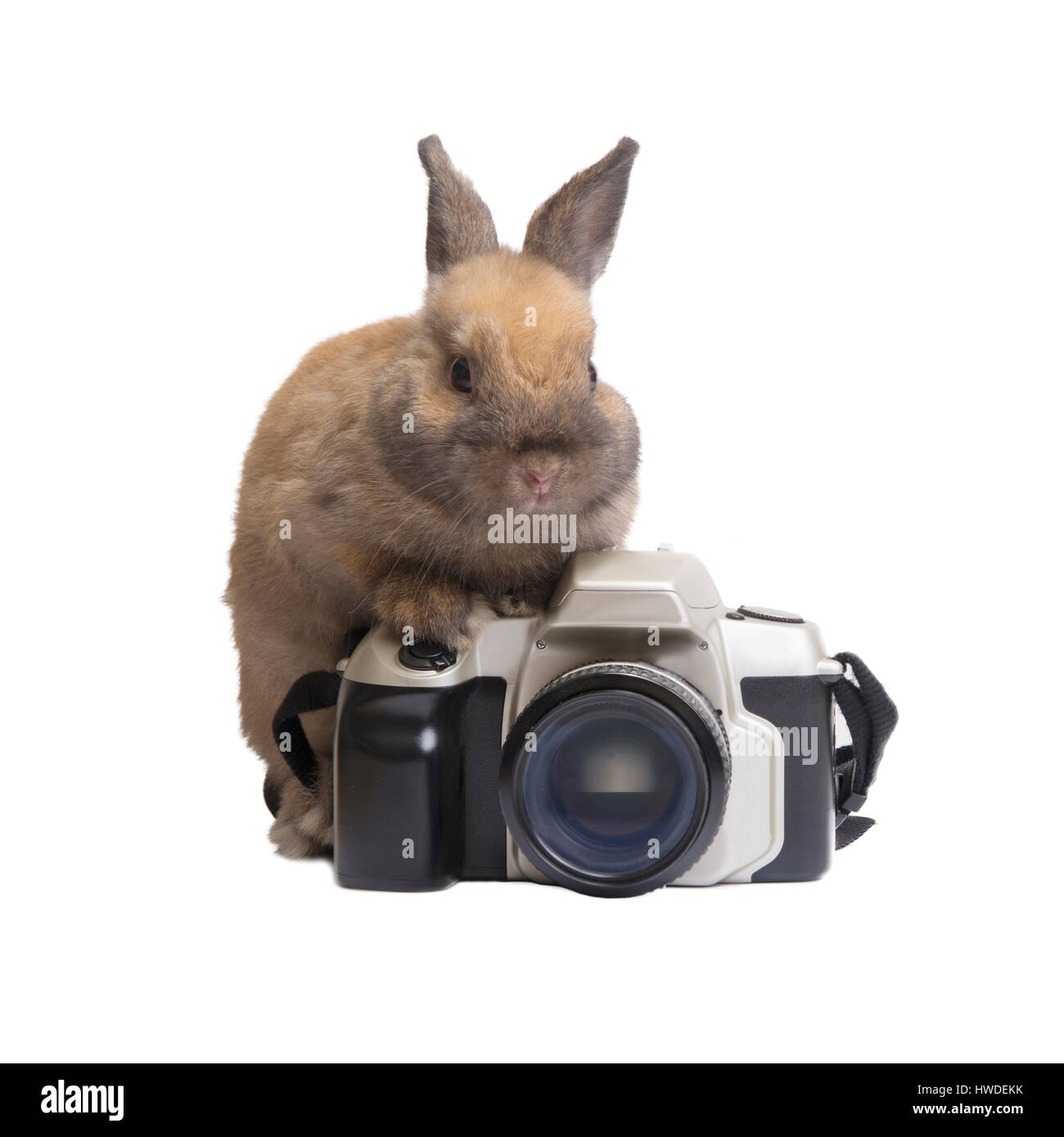 Rabbit shooting Cut Out Stock Images & Pictures - Alamy