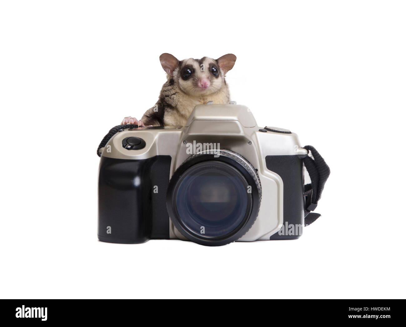 The sugar act hi-res stock photography and images - Alamy