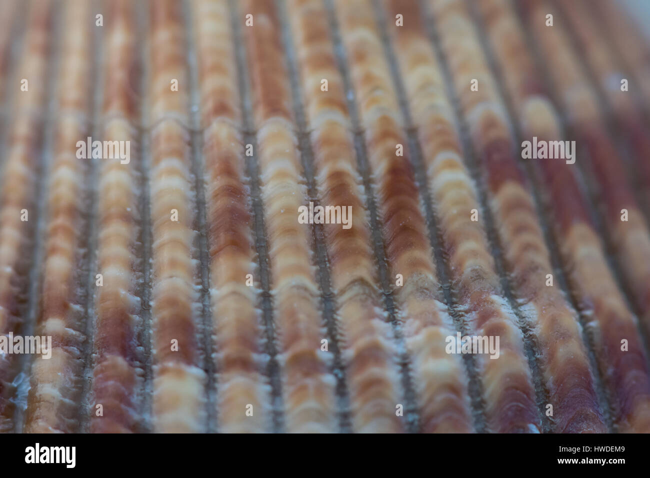Furrowed Texture on Brown Sea Shell background Stock Photo - Alamy