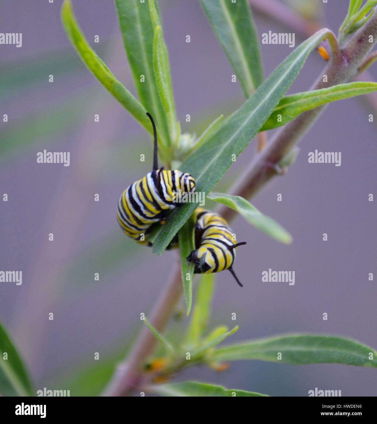 Monarch caterpillar curled around Milkweed leaves eating voraciously ...