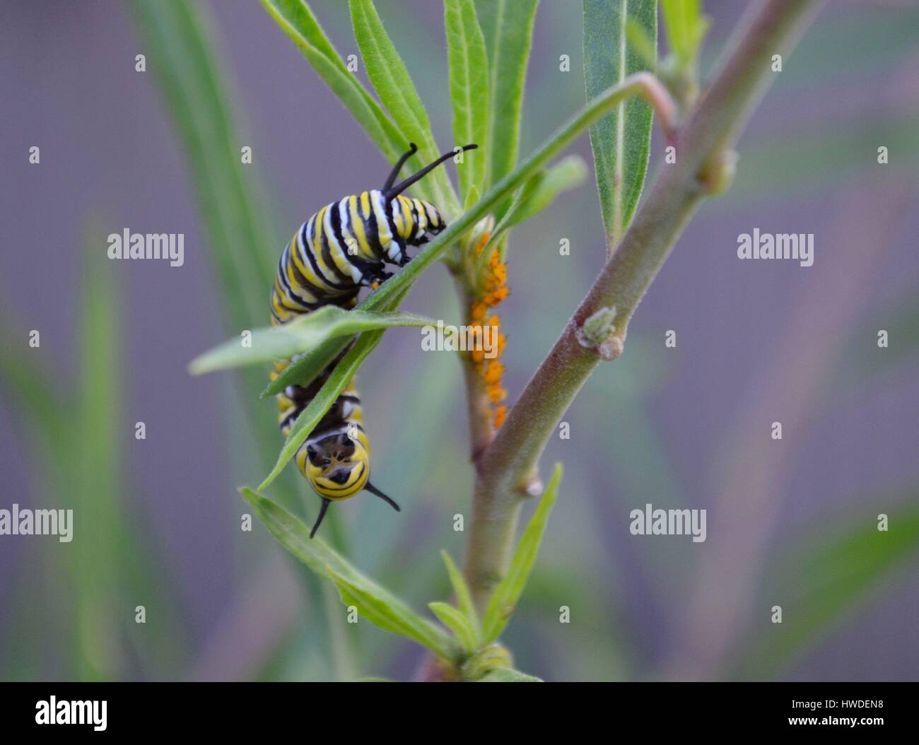 Monarch caterpillar curled around Milkweed leaves eating voraciously ...