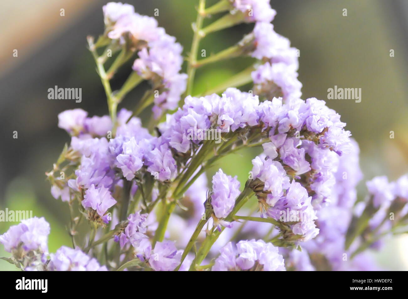 statice flower bouquet in the vase , statice flower Stock Photo - Alamy