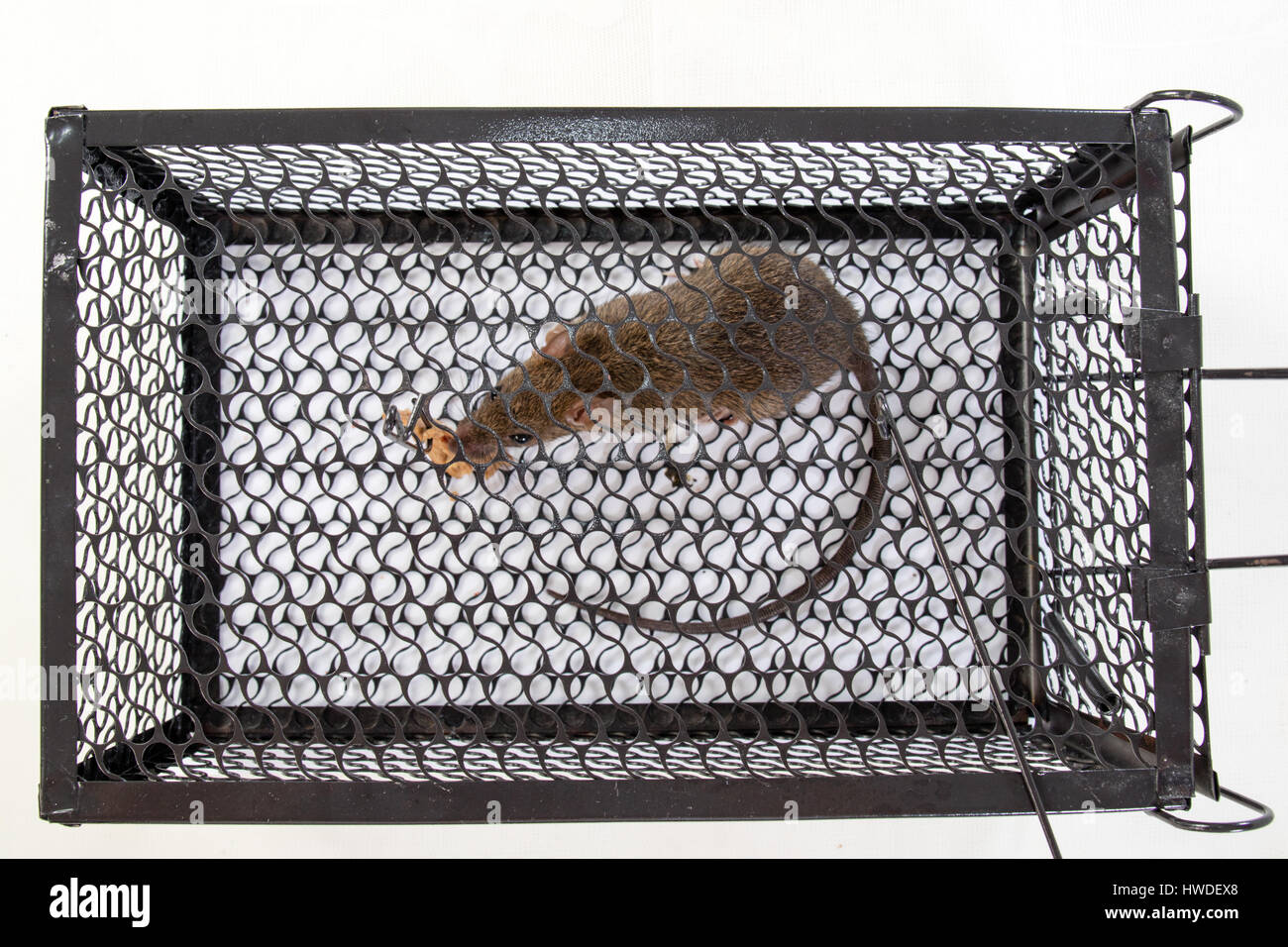 A mouse in the Cage in isolated White Background Stock Photo - Alamy