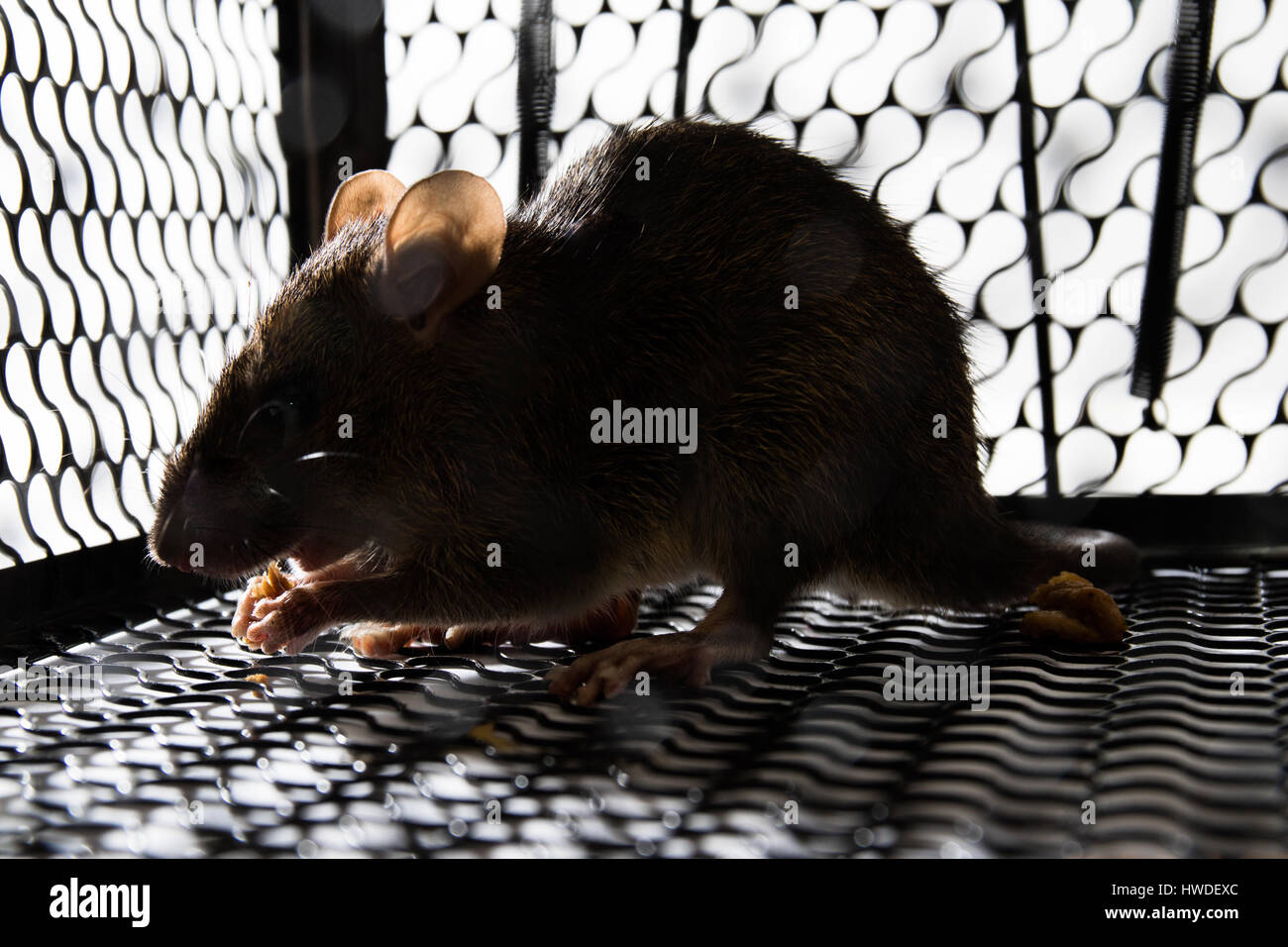 A mouse in the Cage in isolated White Background Stock Photo - Alamy