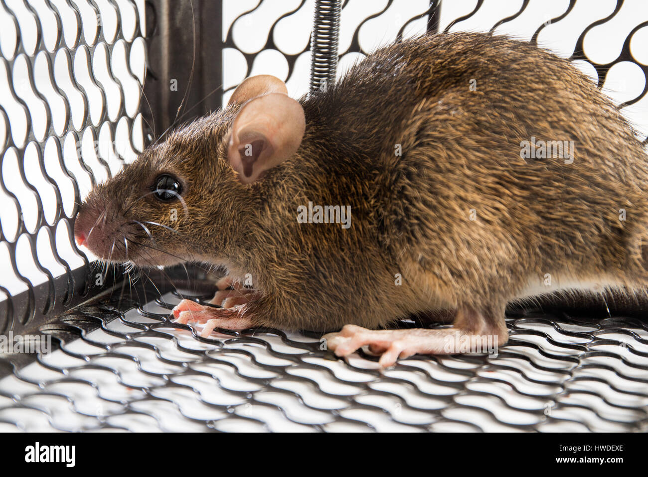 A mouse in the Cage in isolated White Background Stock Photo - Alamy