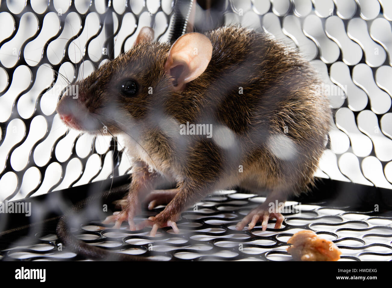 A mouse in the Cage in isolated White Background Stock Photo - Alamy