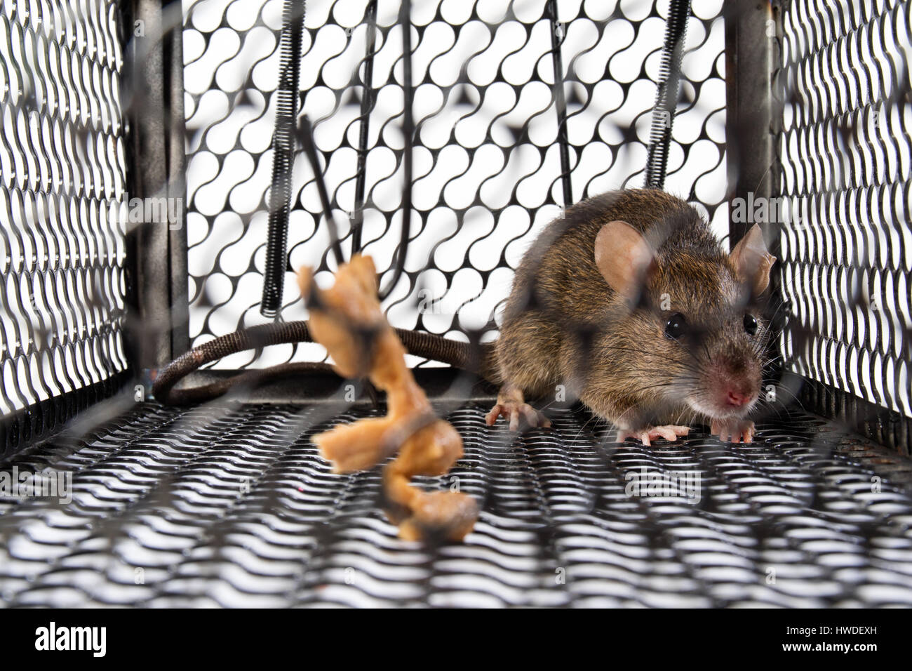 A mouse in the Cage in isolated White Background Stock Photo - Alamy
