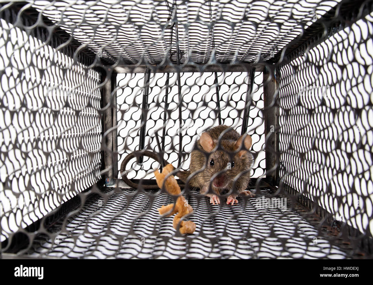 A mouse in the Cage in isolated White Background Stock Photo - Alamy