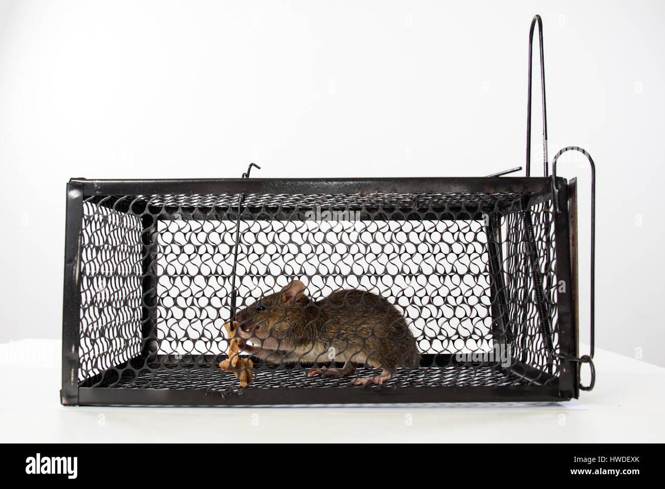 A mouse in the Cage in isolated White Background Stock Photo - Alamy