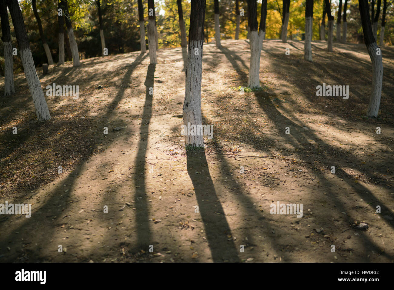 Tree shadow on grass lawn Beijing China Stock Photo - Alamy