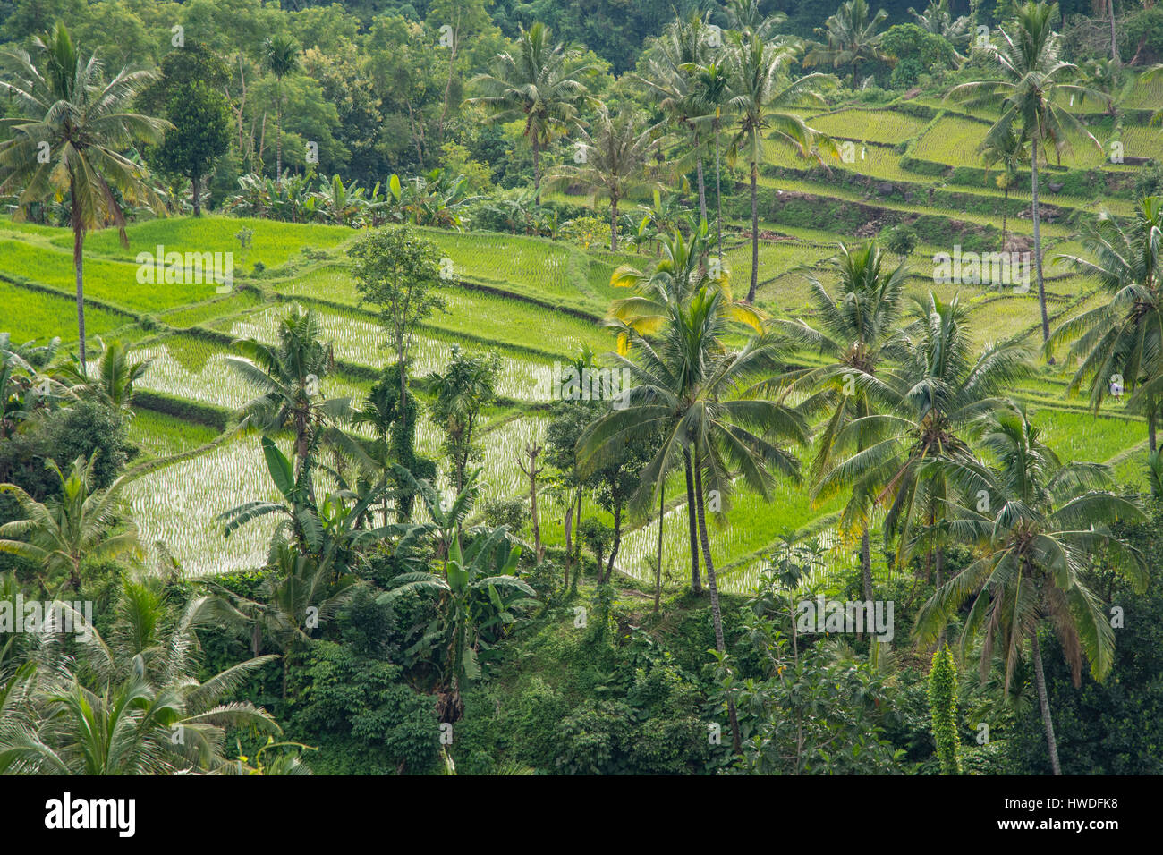 Rice Fields near Senaru, Lombok, Indonesia Stock Photo - Alamy