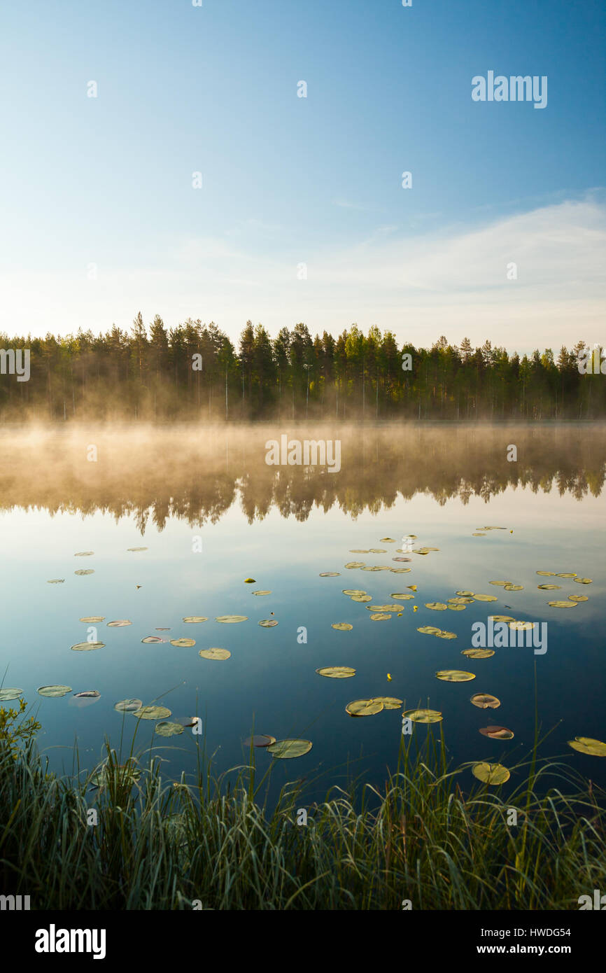 Serene morning at forest pond Stock Photo - Alamy