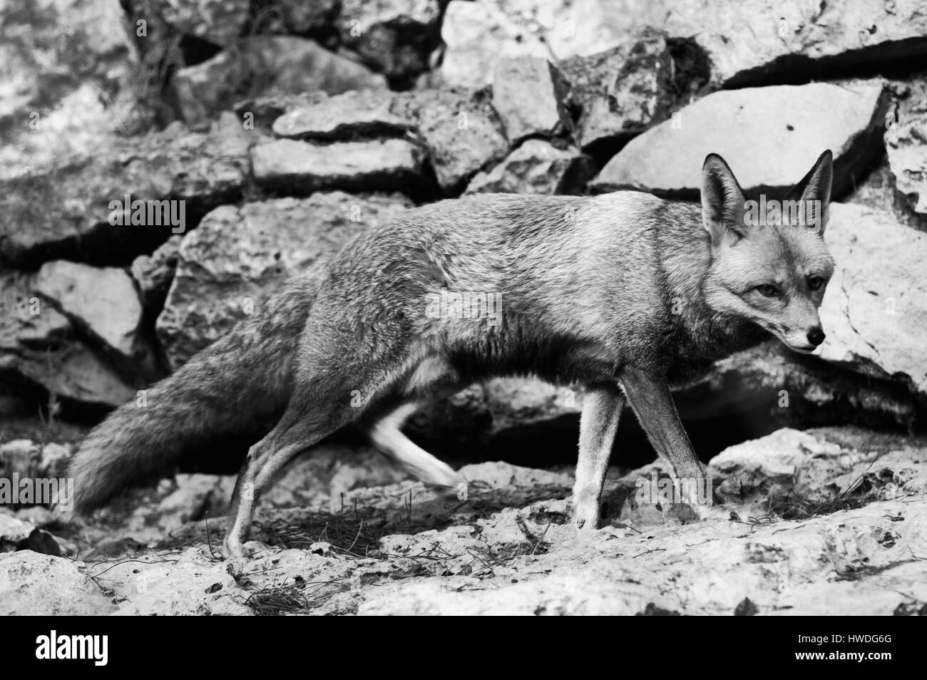 Wolf and jackal Black and White Stock Photos & Images - Alamy