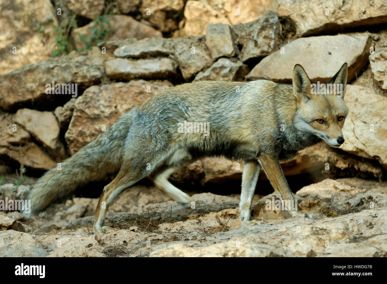 Jackal Picture High Resolution Stock Photography and Images - Alamy