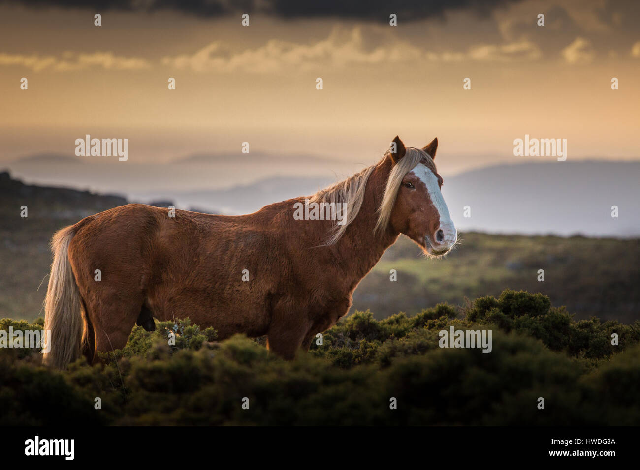 Wild horse in Galician mountains, North Spain Stock Photo - Alamy