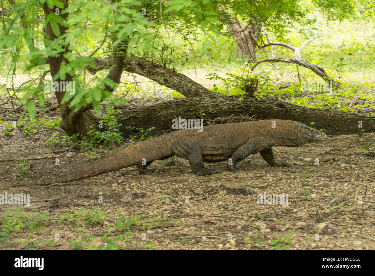 Varanus island hi-res stock photography and images - Alamy