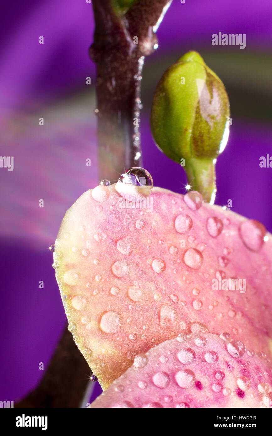 Burgeon of orchid with water drops on purple background. Macro. Close ...