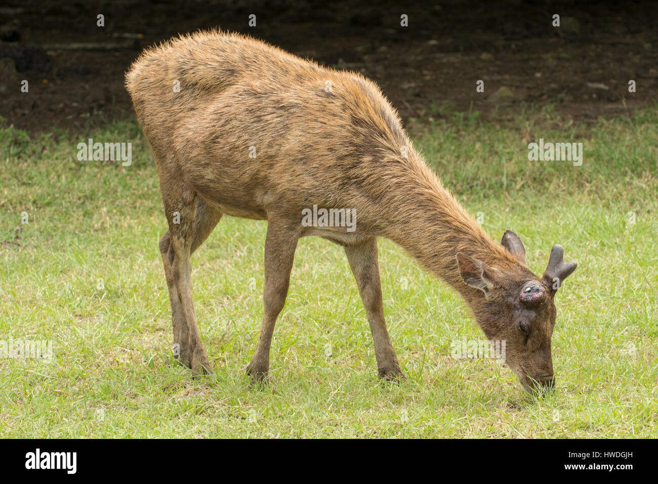 Sambar Deer on Rinca Island, Indonesia Stock Photo - Alamy