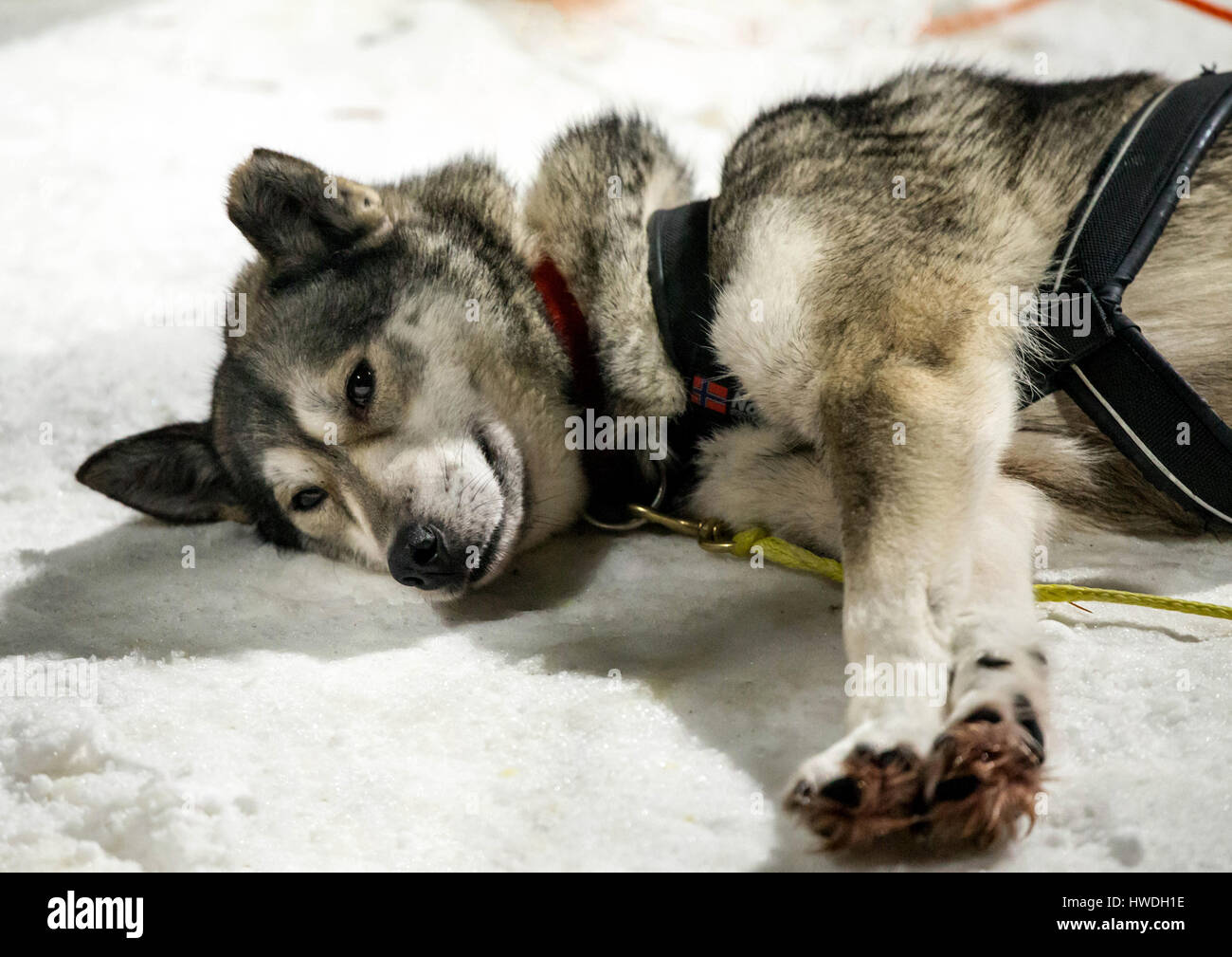 Animals of Finland Stock Photo - Alamy