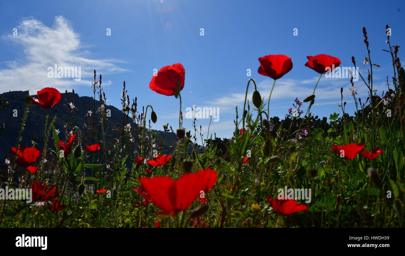 Nafplio.Greece 20 March 2017.Blooming flowers on location in Nafplio.He ...