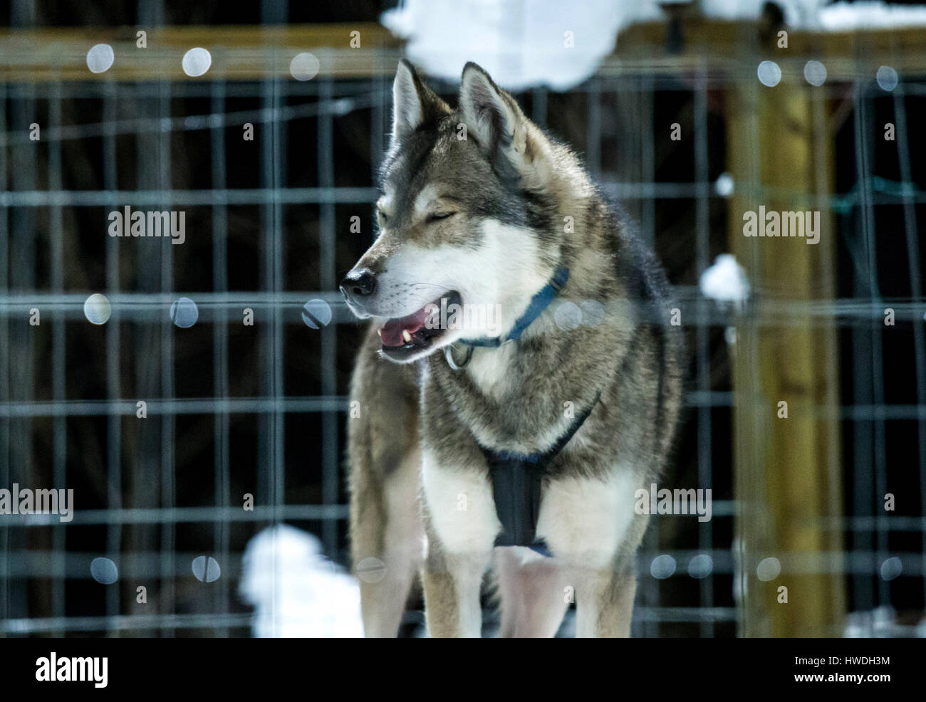 Animals of Finland Stock Photo - Alamy