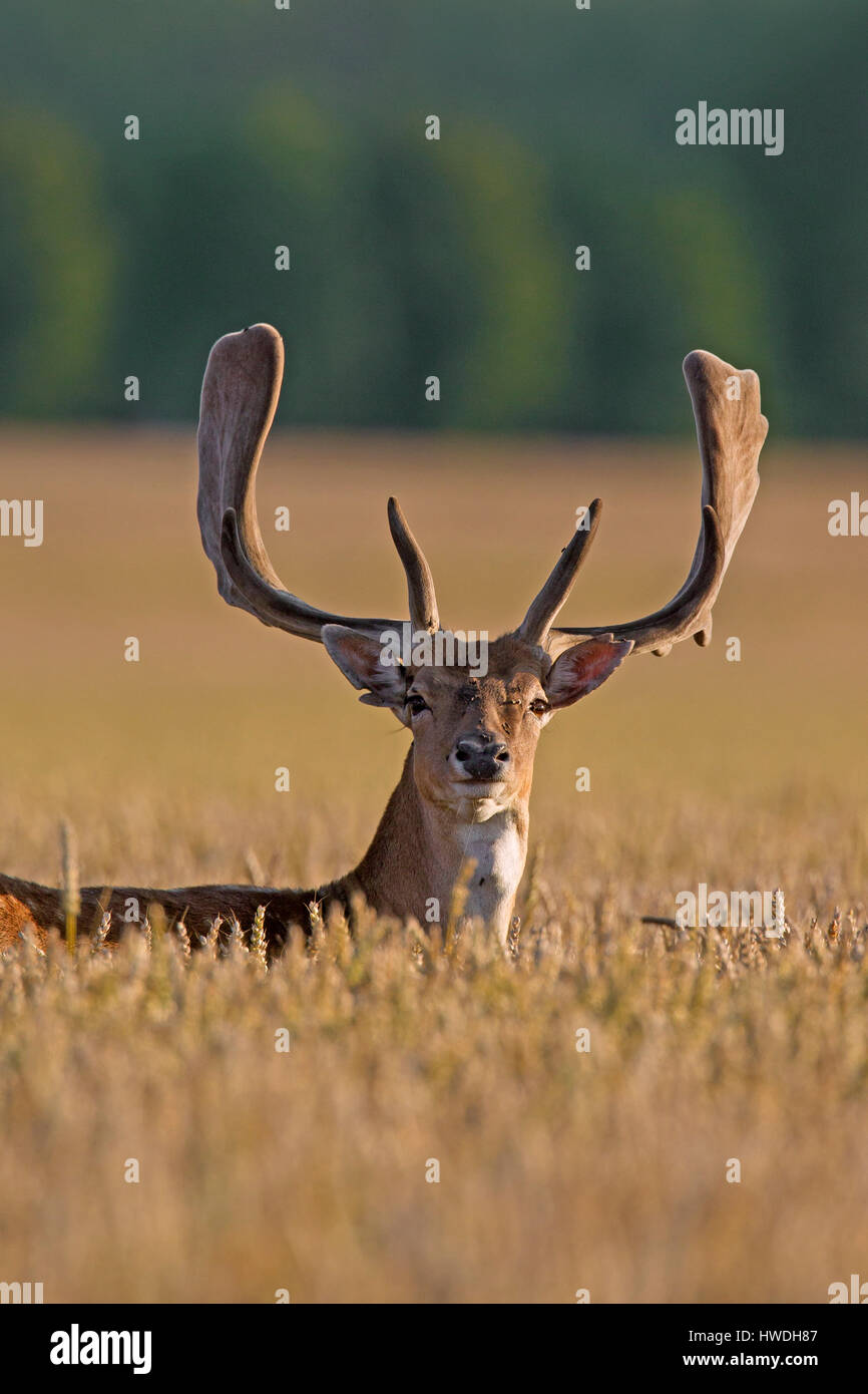 Fallow deer (Dama dama) buck with antlers covered in velvet in wheat ...
