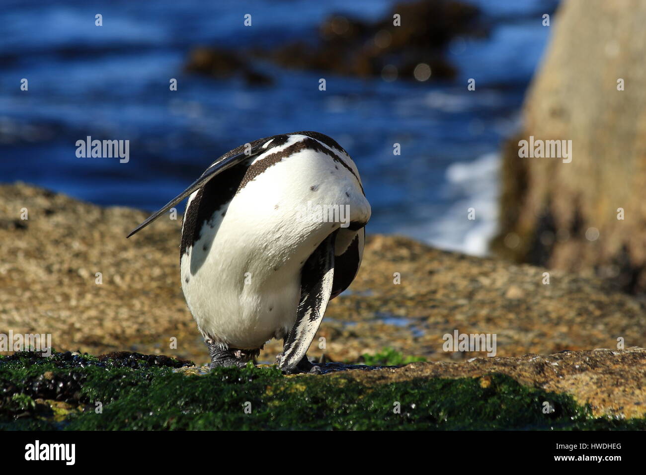 The African penguin being off one's legs The African penguin being off ...