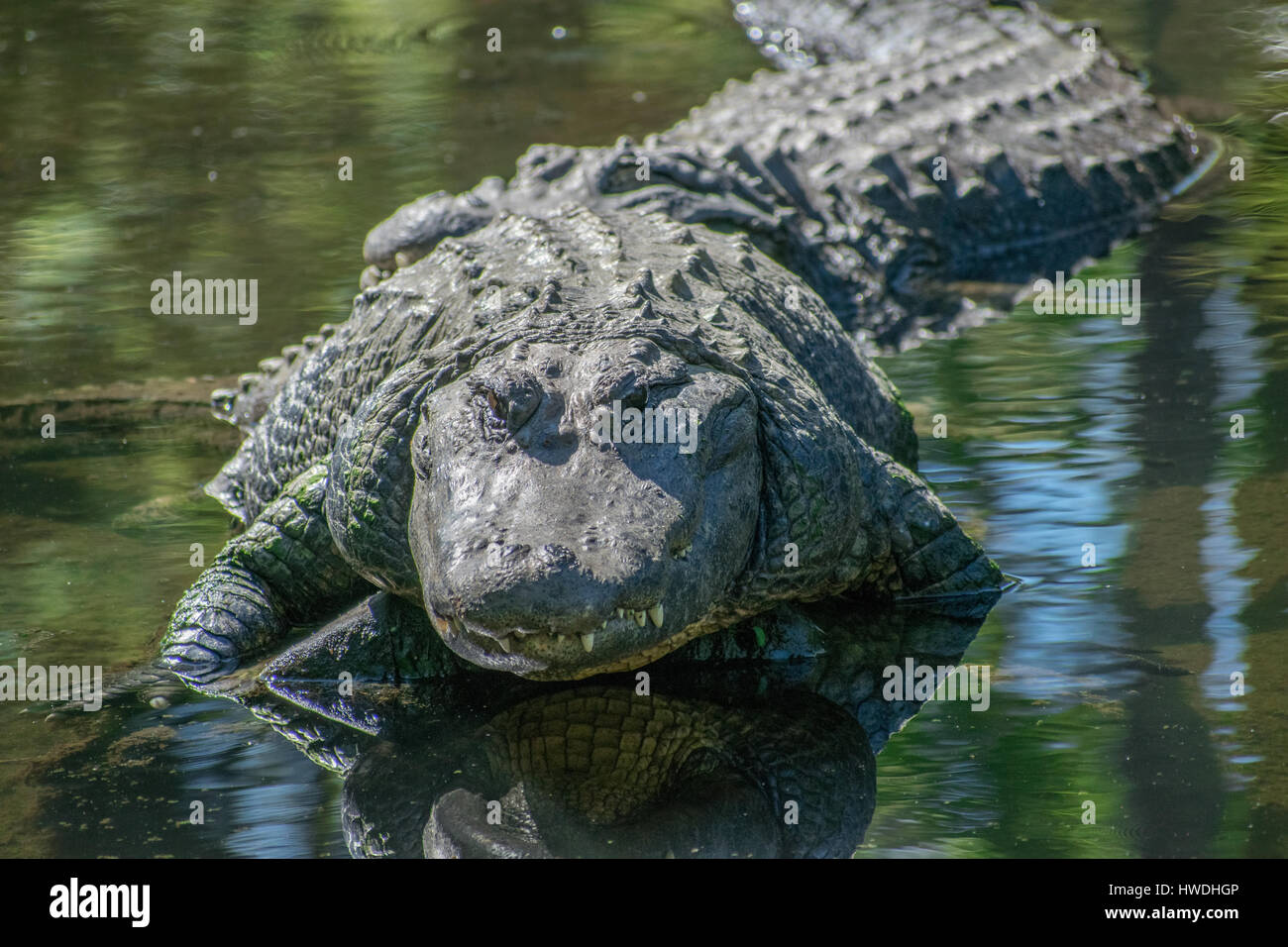 Two Alligators sunbathing Stock Photo - Alamy