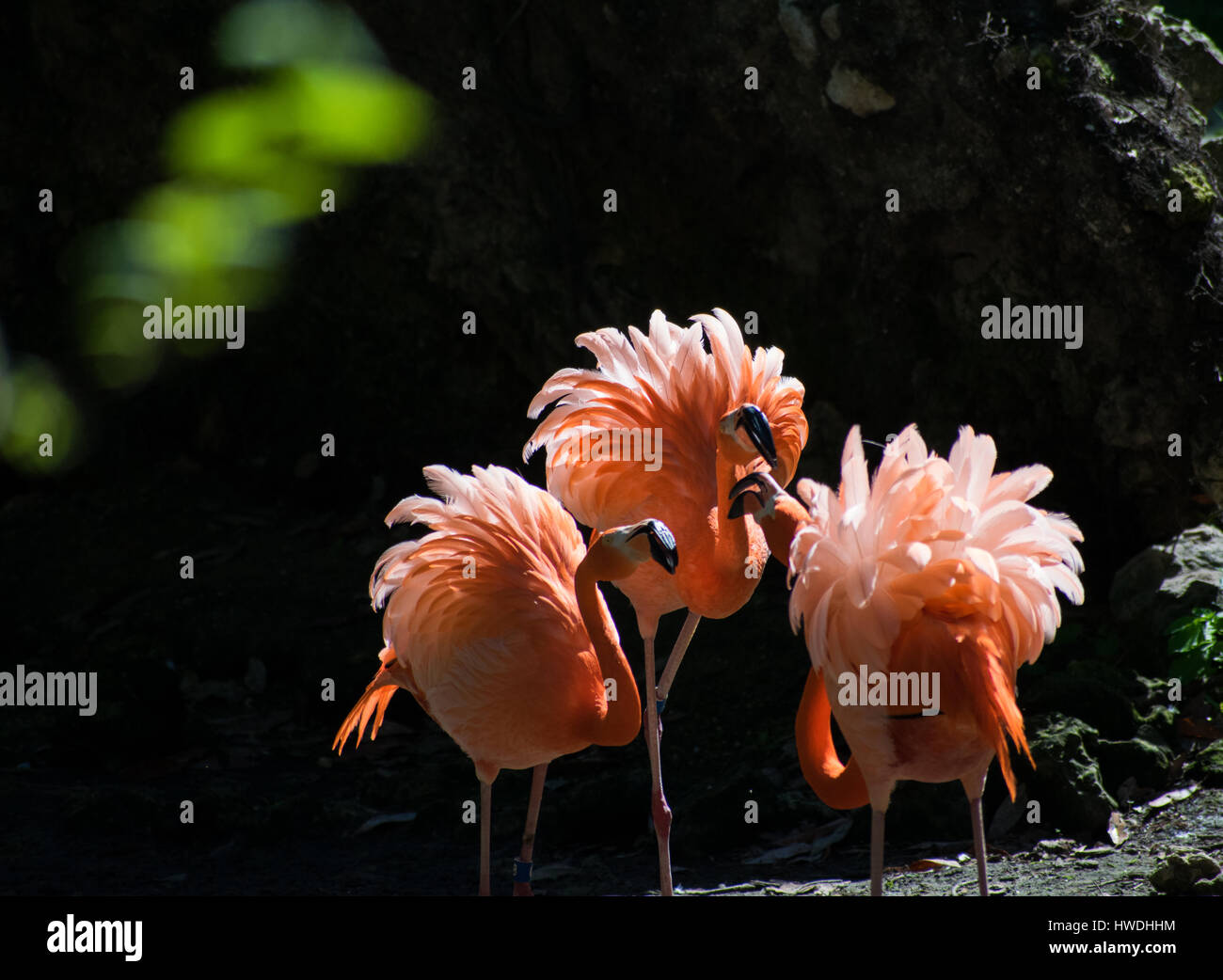 Three flamingos fighting over territory Stock Photo - Alamy