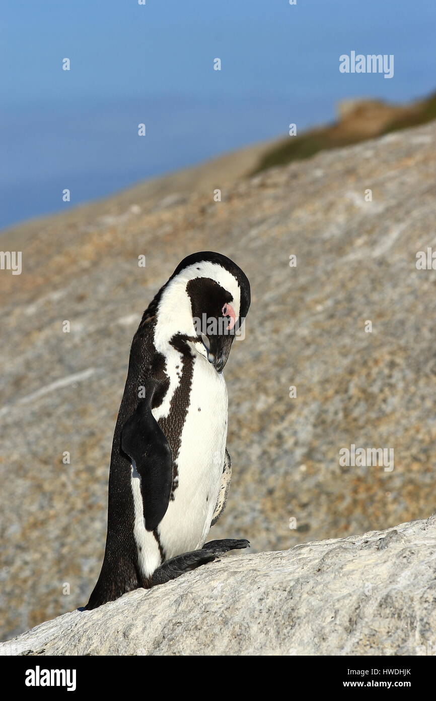The African penguin being off one's legs The African penguin being off ...