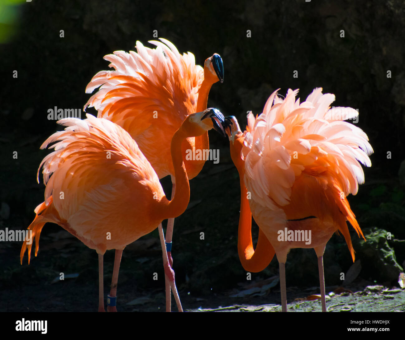 Florida alligator ad hi-res stock photography and images - Alamy