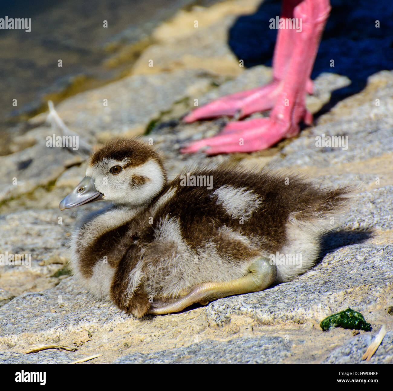 Color Image of a Duckling sitting at the feet of its mother Stock Photo ...