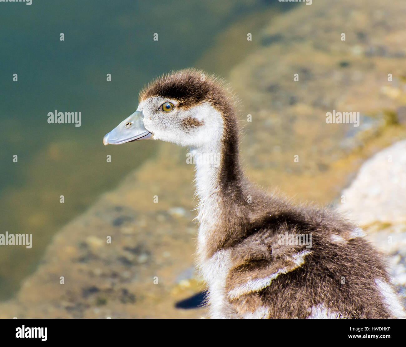 Color Image of a Duckling sitting at a lake Stock Photo - Alamy