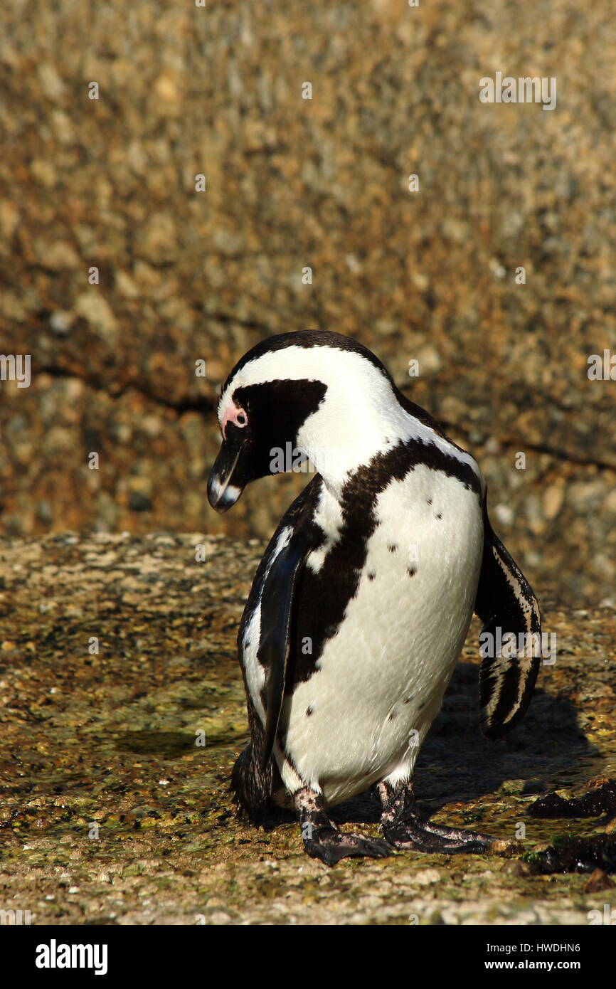 The African penguin being off one's legs The African penguin being off ...