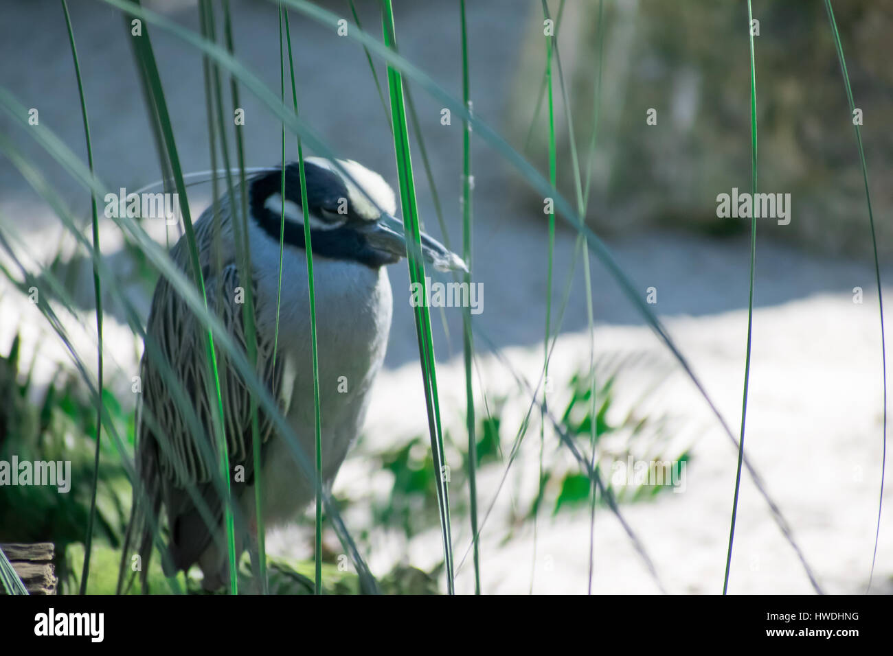 A small bird keeping warm in the sunlight Stock Photo - Alamy