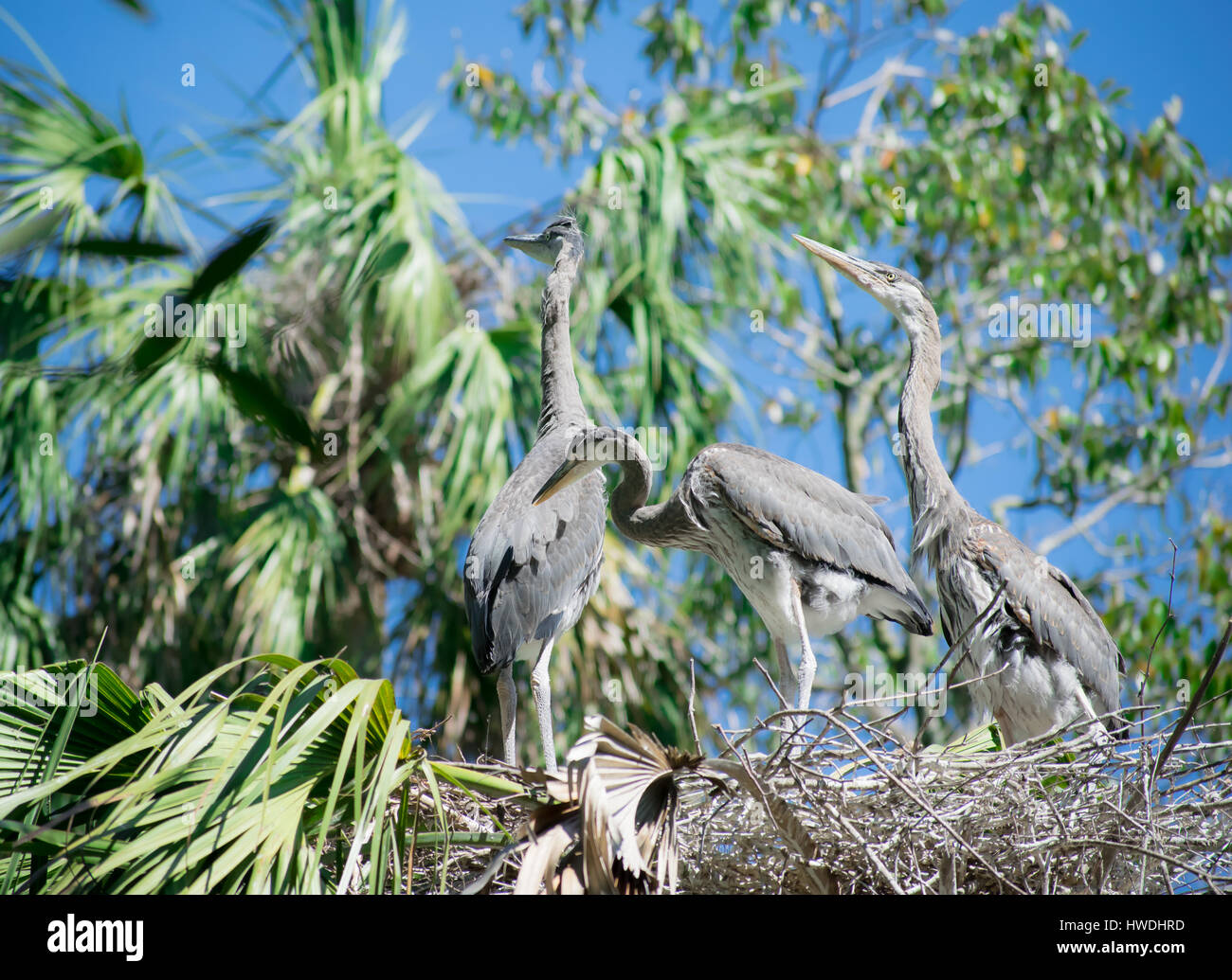 A small bird keeping warm in the sunlight Stock Photo - Alamy