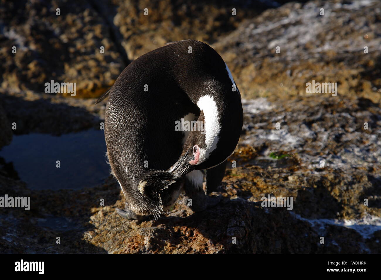 The African penguin being off one's legs The African penguin being off ...