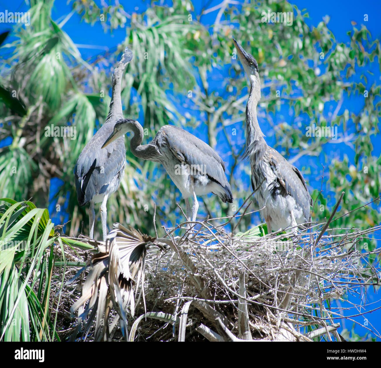 A small bird keeping warm in the sunlight Stock Photo - Alamy