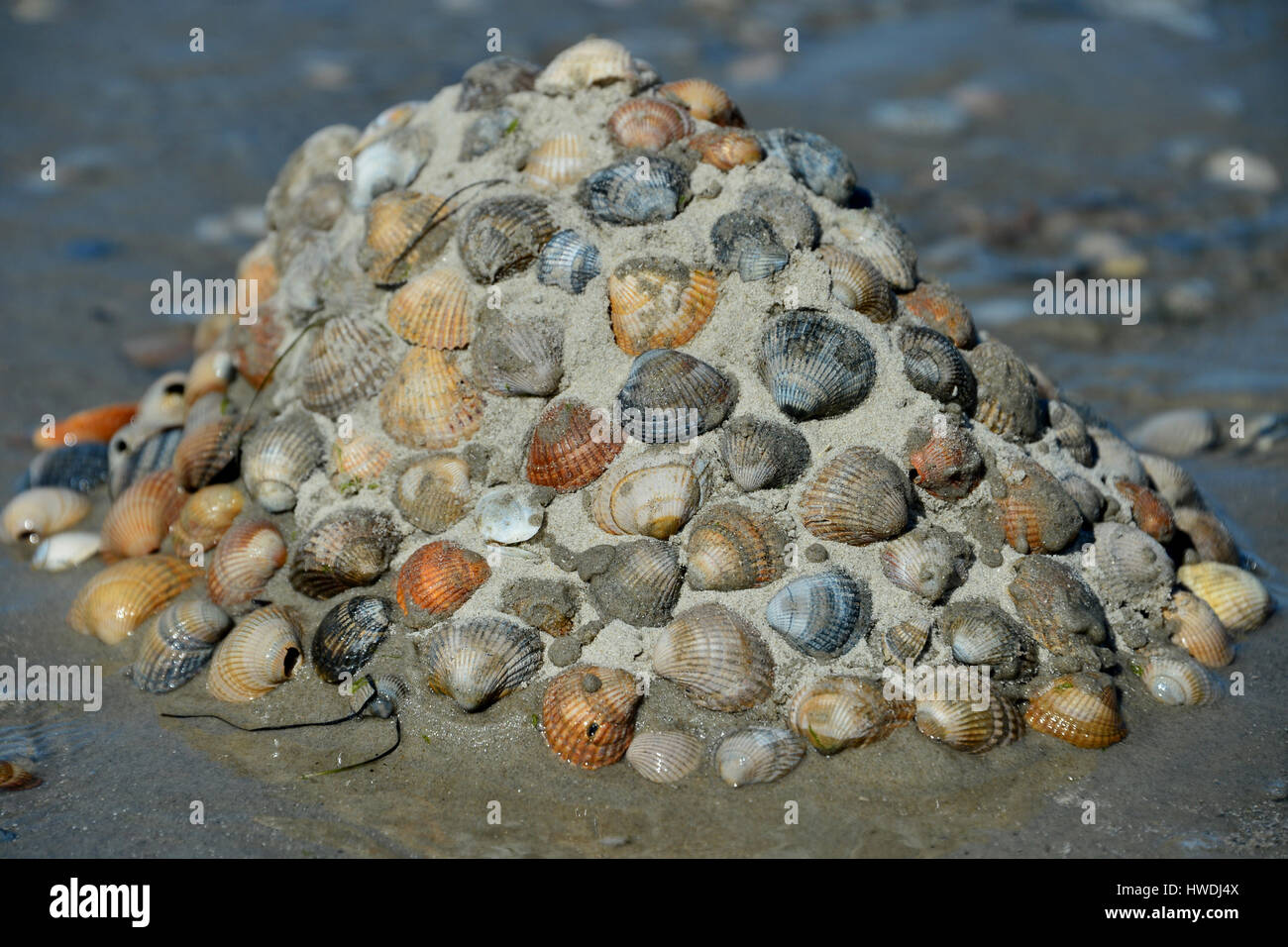 Baltrum, Germany, shells on a sand pile at the beach Stock Photo - Alamy