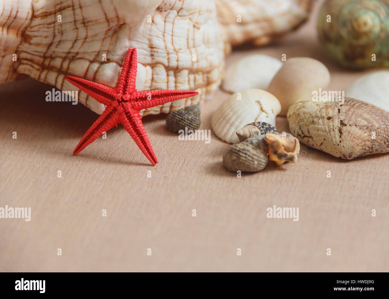 Starfish and seashells on beach hi-res stock photography and images - Alamy