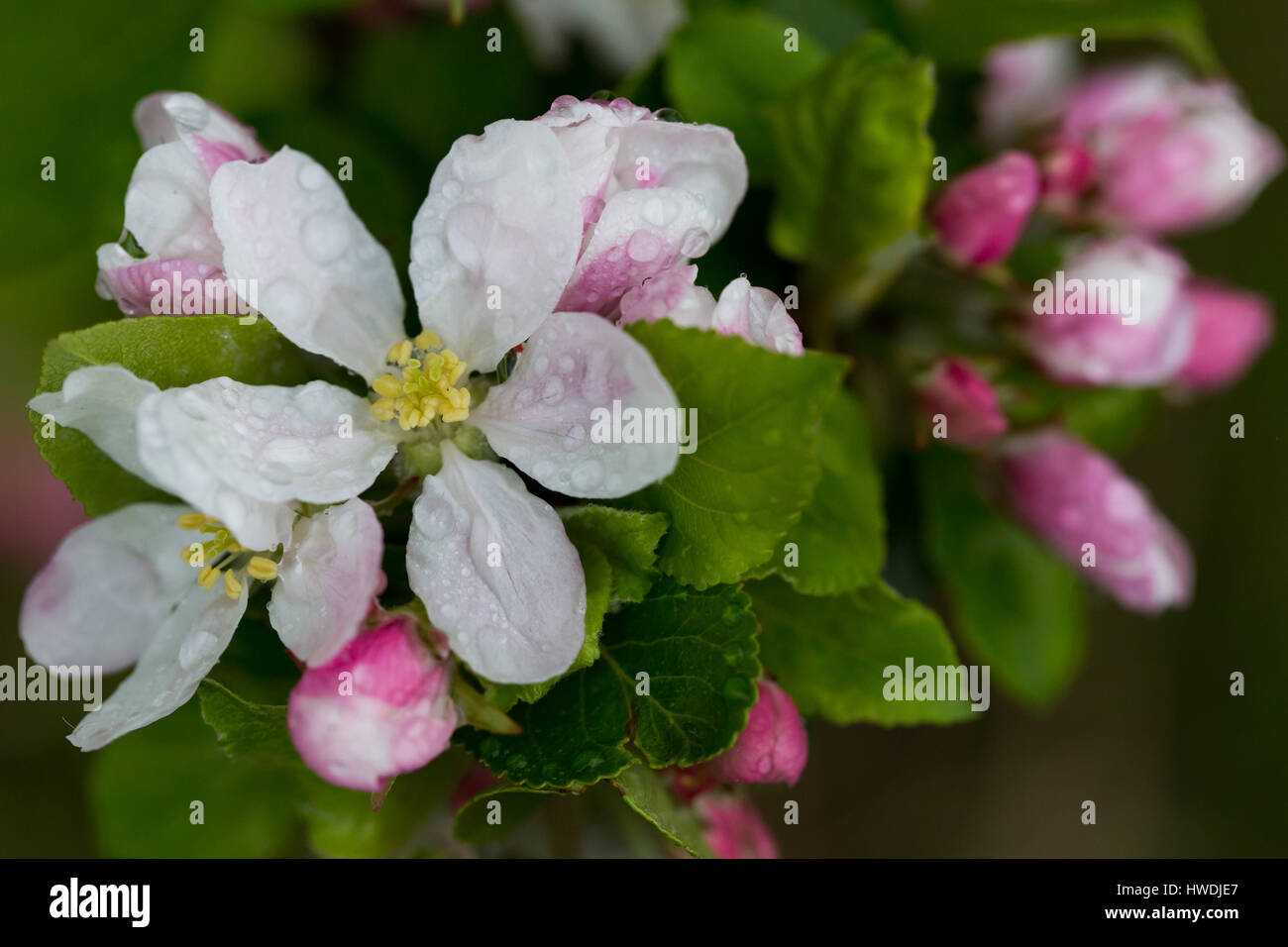 Rain covered flowers hi-res stock photography and images - Alamy