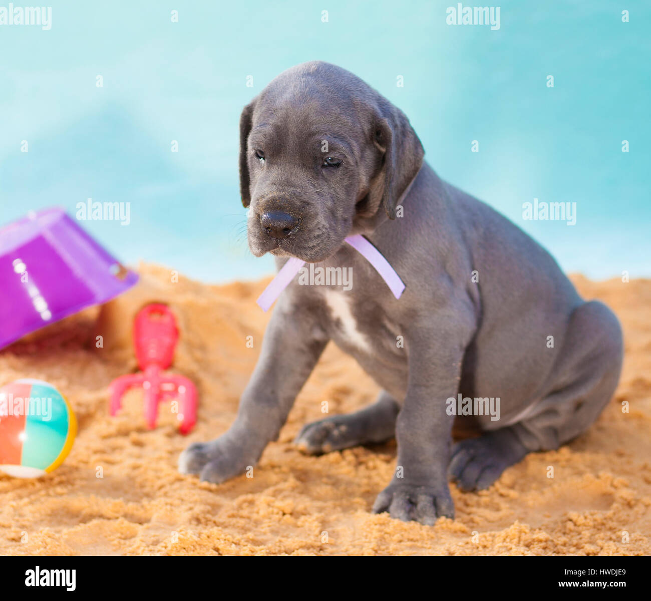 Great Dane puppy on the sand looking longingly at something Stock Photo ...