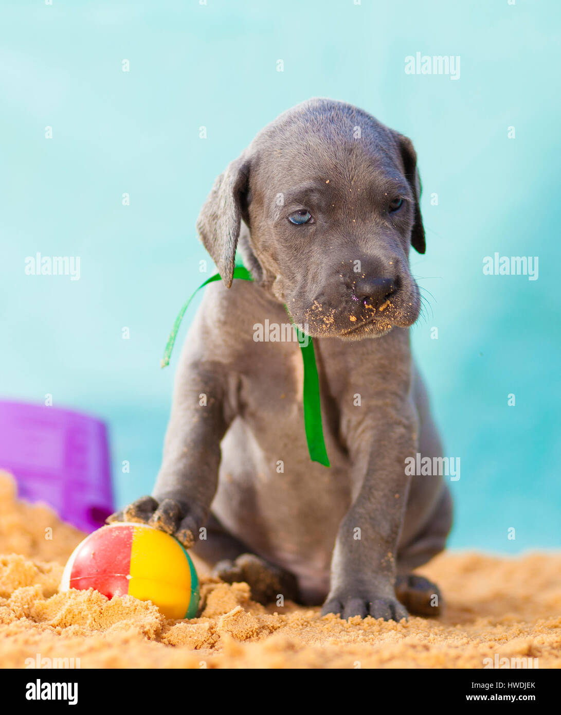 Blue Great Dane puppy purebred guarding its ball on the sand Stock ...