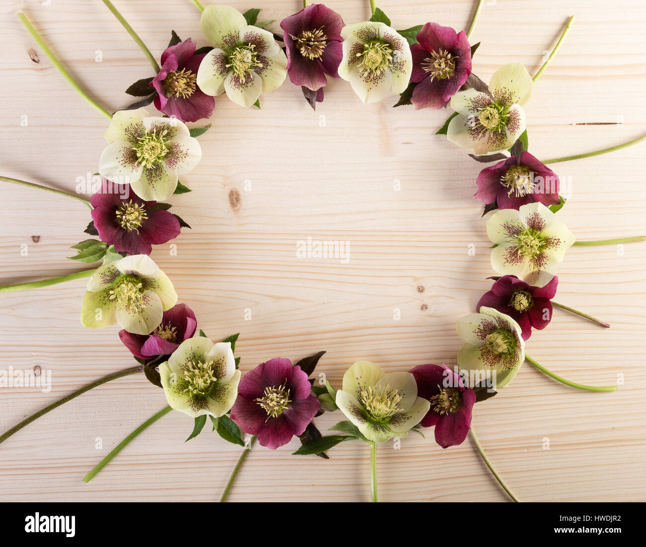 Lenten roses hi-res stock photography and images - Alamy